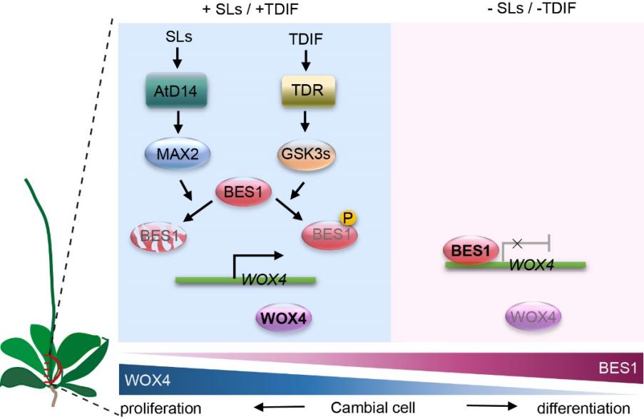 王学路课题组揭示了BES1和WOX4介导独角金内酯信号调控拟南芥形成层活性的作用机制-植物逆境生物实验室